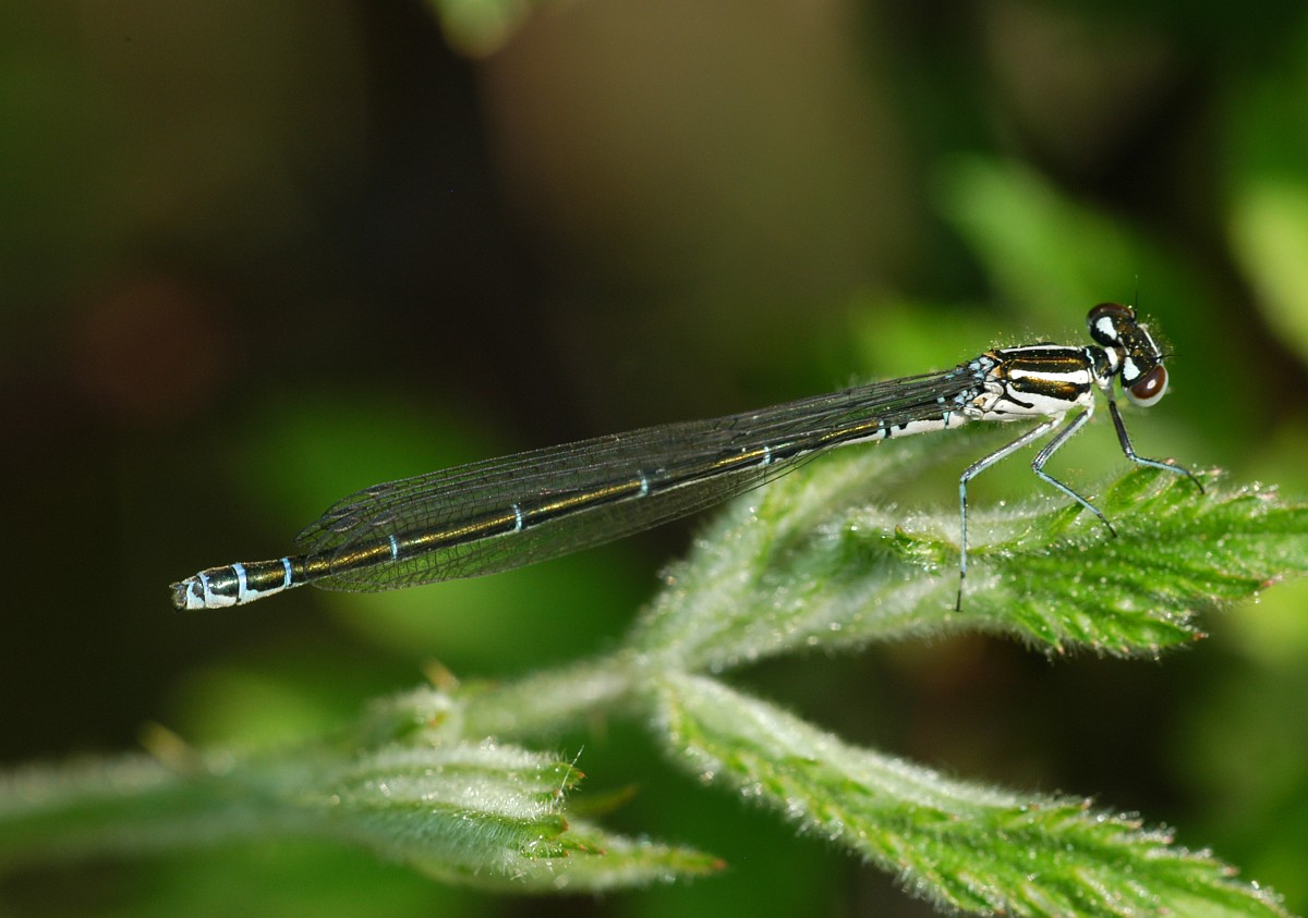 Coenagrion puella, Azure Damselfly